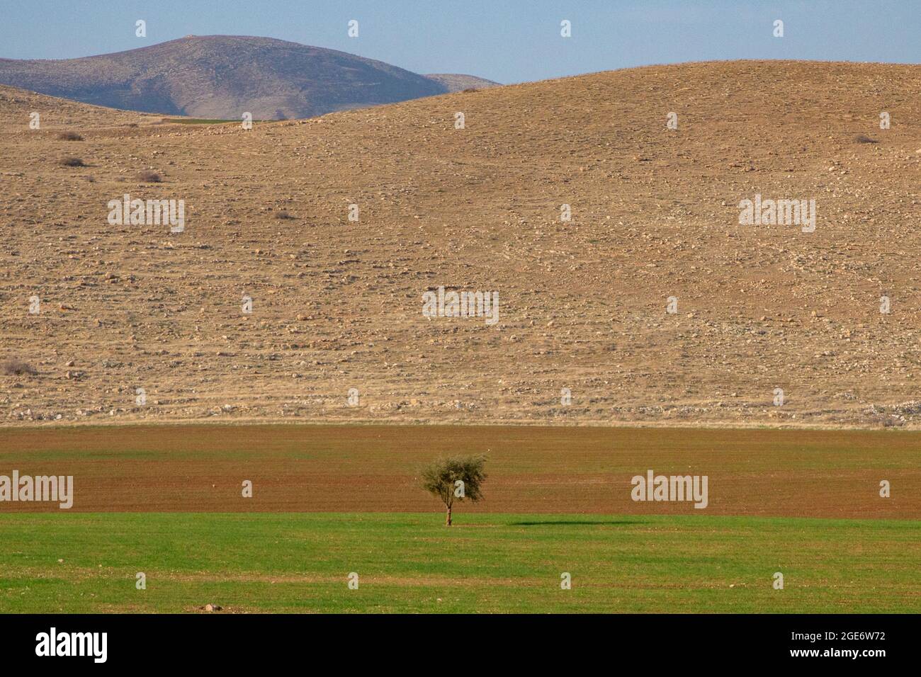 Lone tree in an agricultural field in Central Jordan Valley. The Jordan ...