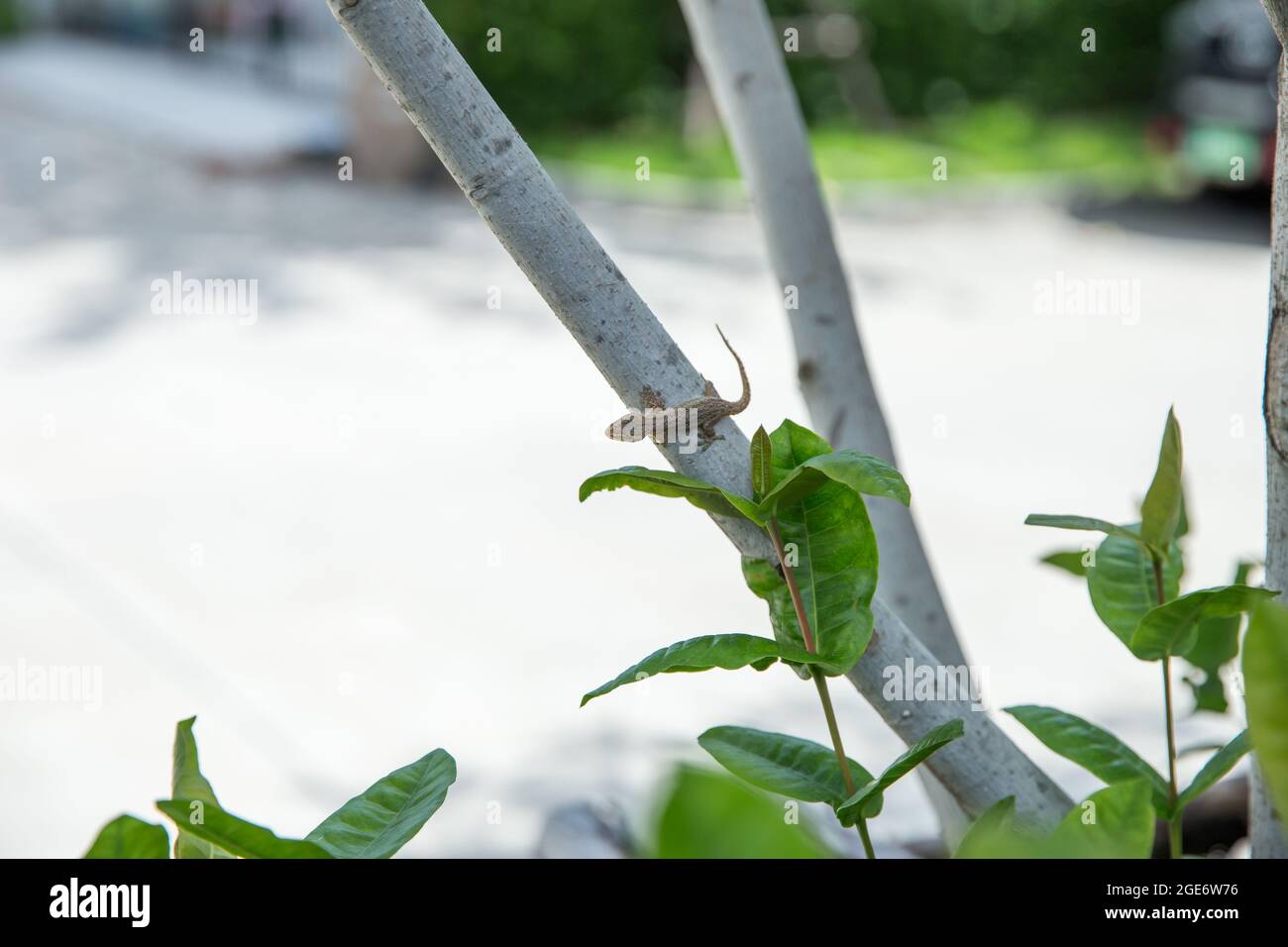 Wild exotic pet house hi-res stock photography and images - Alamy