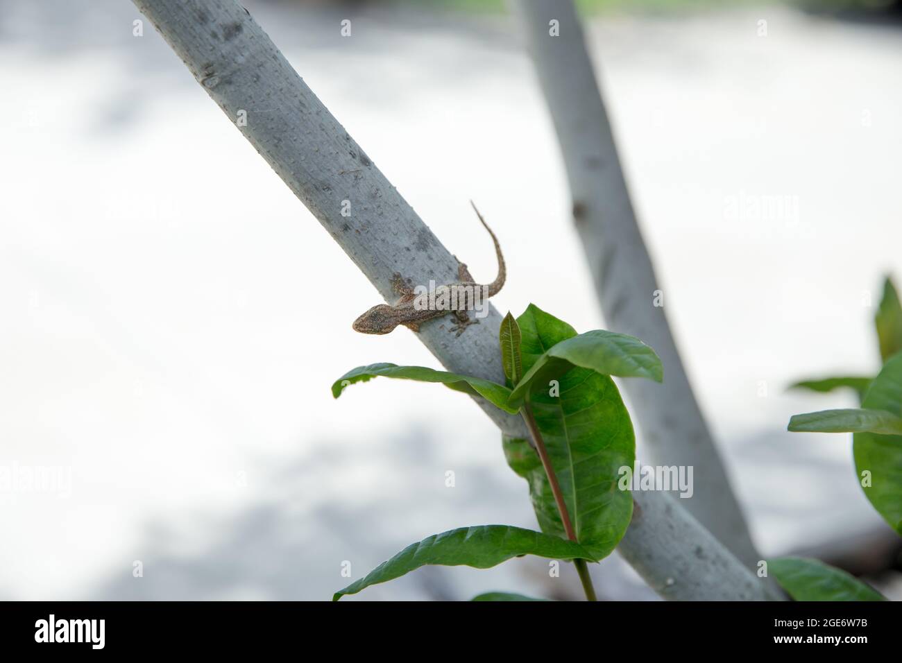 Gecko thailand house hi-res stock photography and images - Alamy