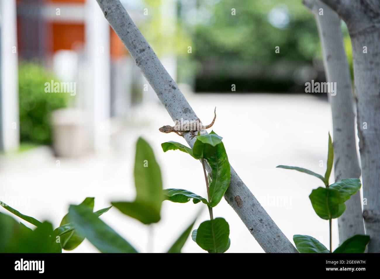 Gecko thailand house hi-res stock photography and images - Alamy