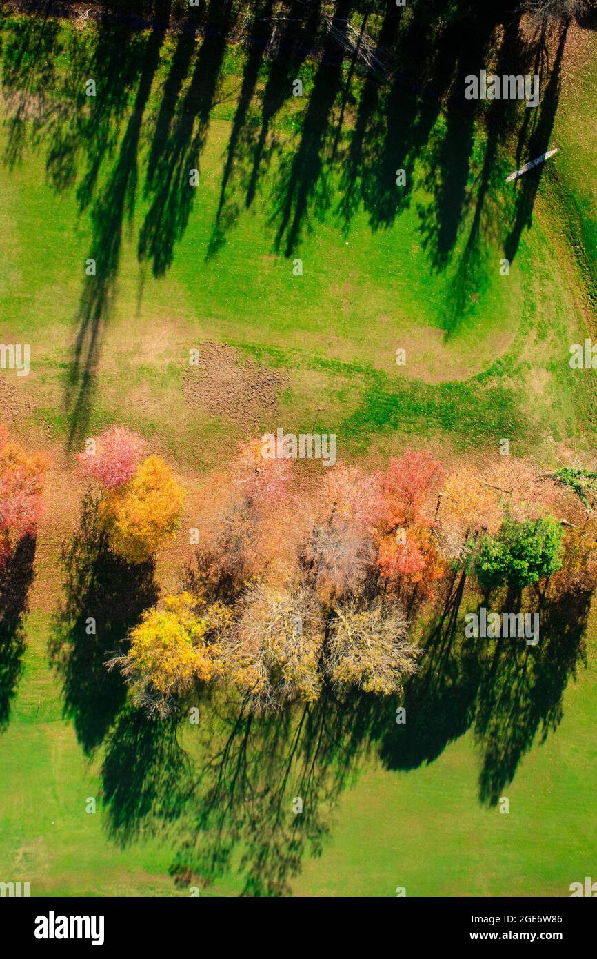 Top view of a small group of trees in full autumn season Stock Photo ...