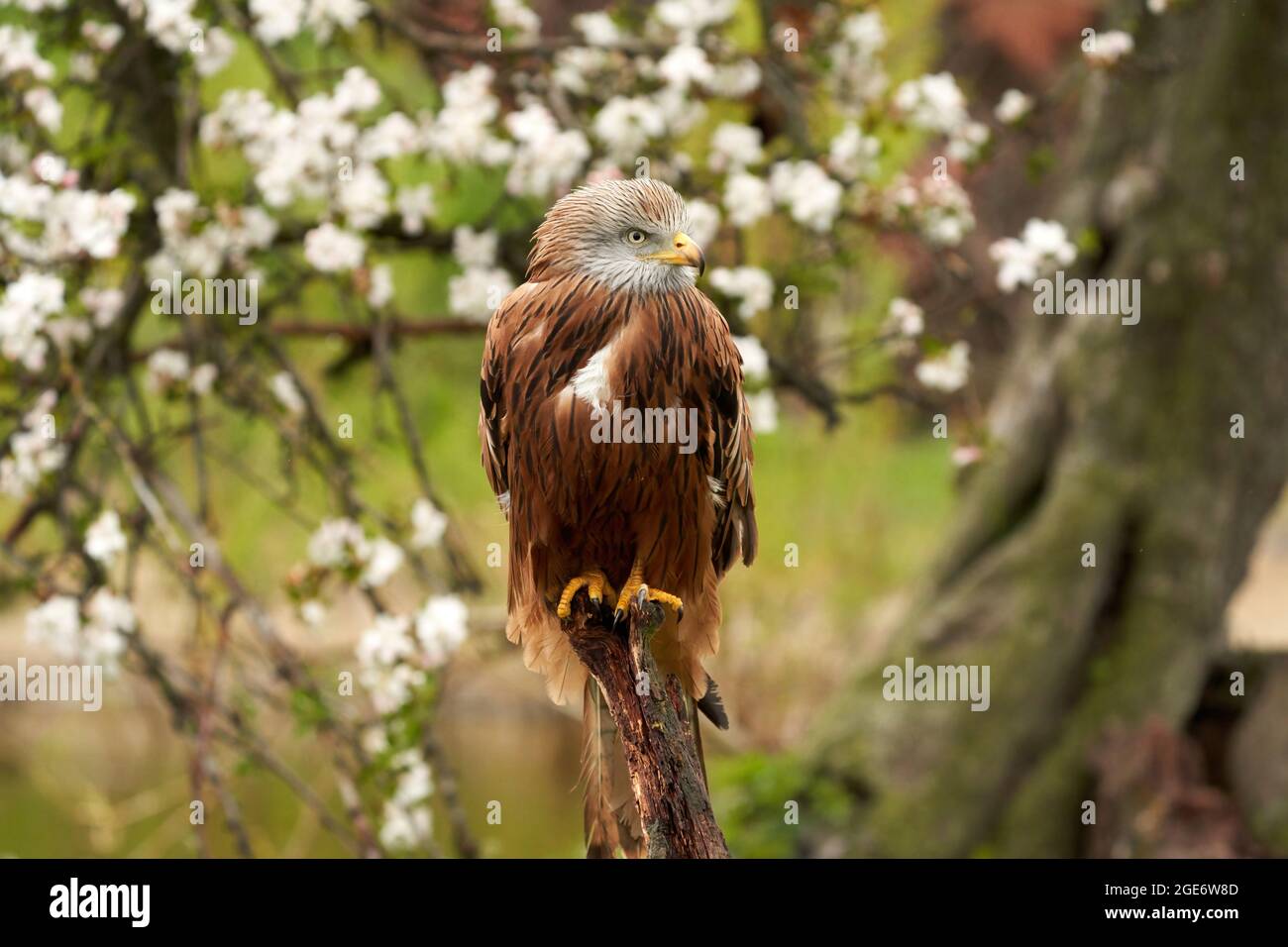 Red kite, in a tree with white blossom. A lake in the background. Bird ...