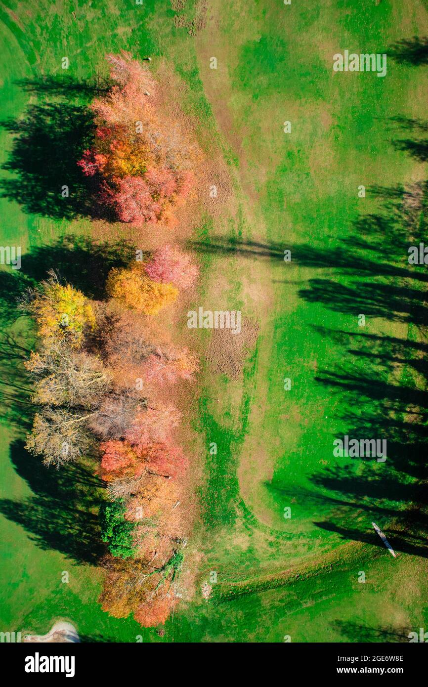 Top view of a small group of trees in full autumn season Stock Photo ...