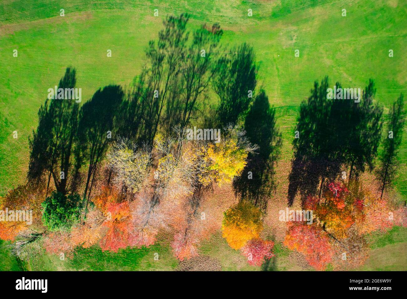 Top view of a small group of trees in full autumn season Stock Photo ...