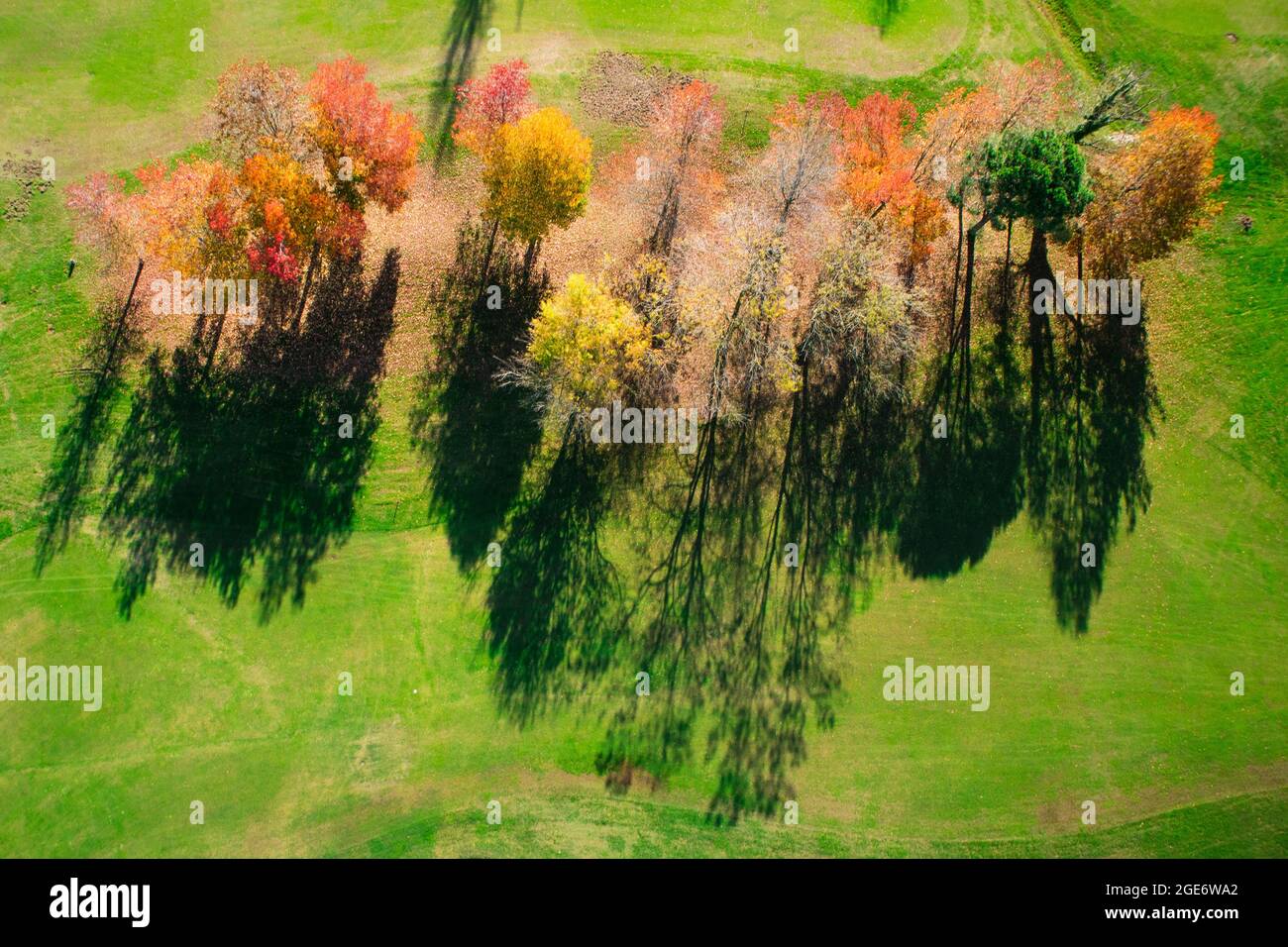 Top view of a small group of trees in full autumn season Stock Photo ...