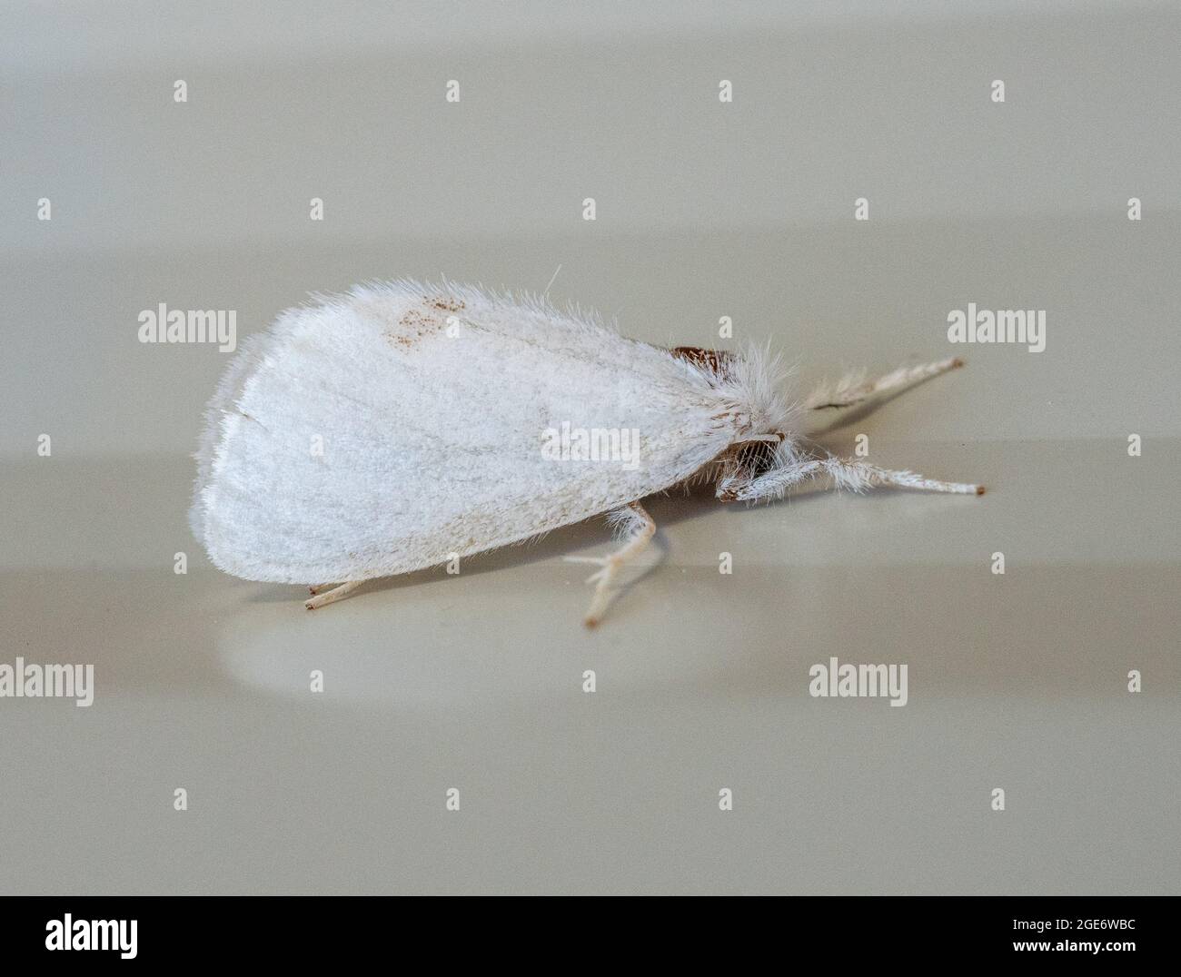 A Yellow-tail moth, Arnside, Milnthorpe, Cumbria, UK Stock Photo - Alamy