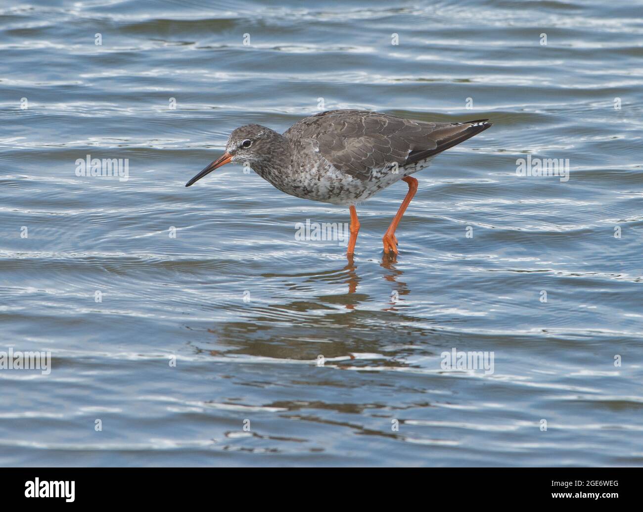 A Common Redshank at RSPB's Leighton Moss Nature Reserve, Silverdale ...