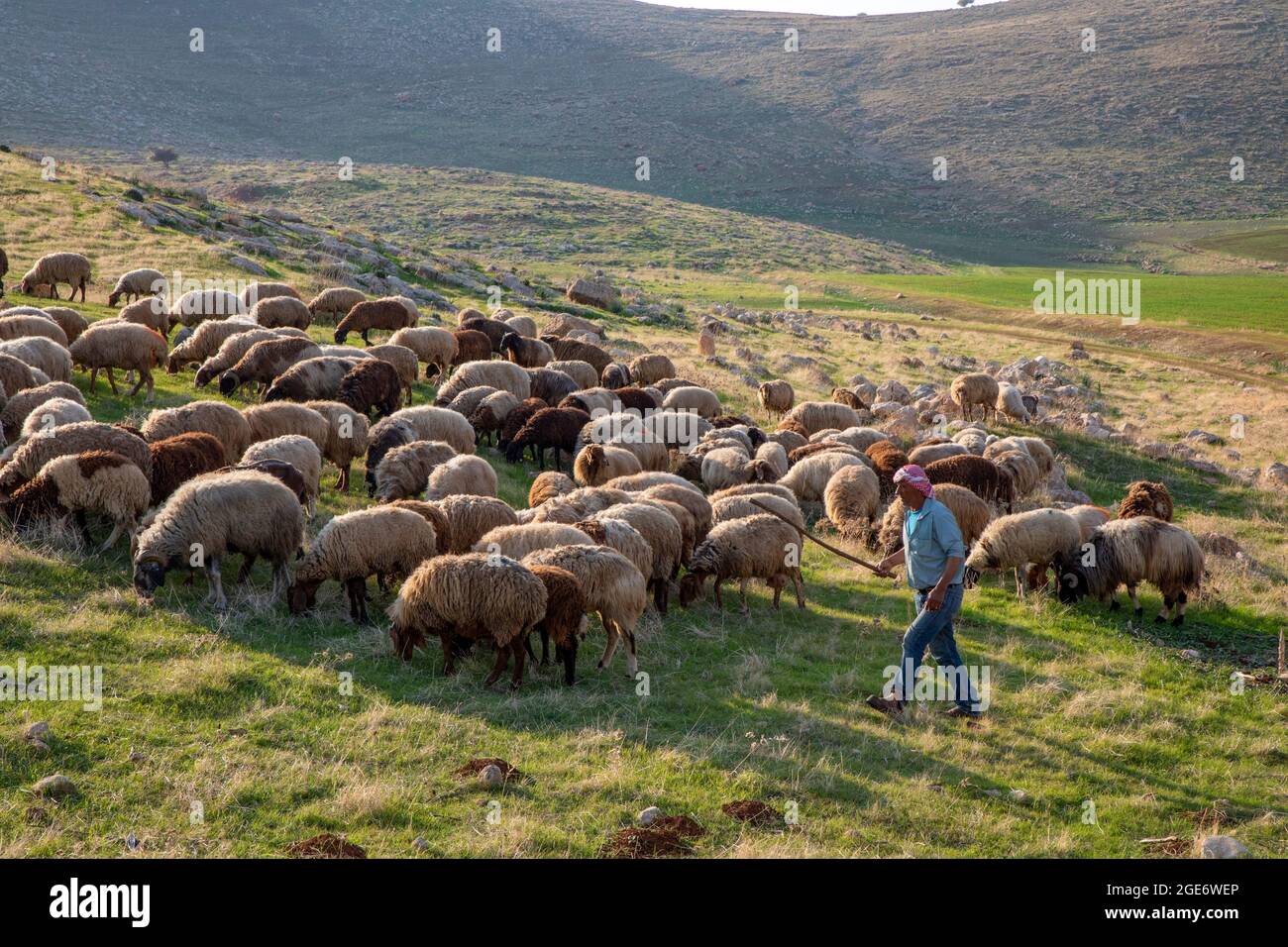 A Palestinian shepherd with his herd of sheep in the Jordan River ...