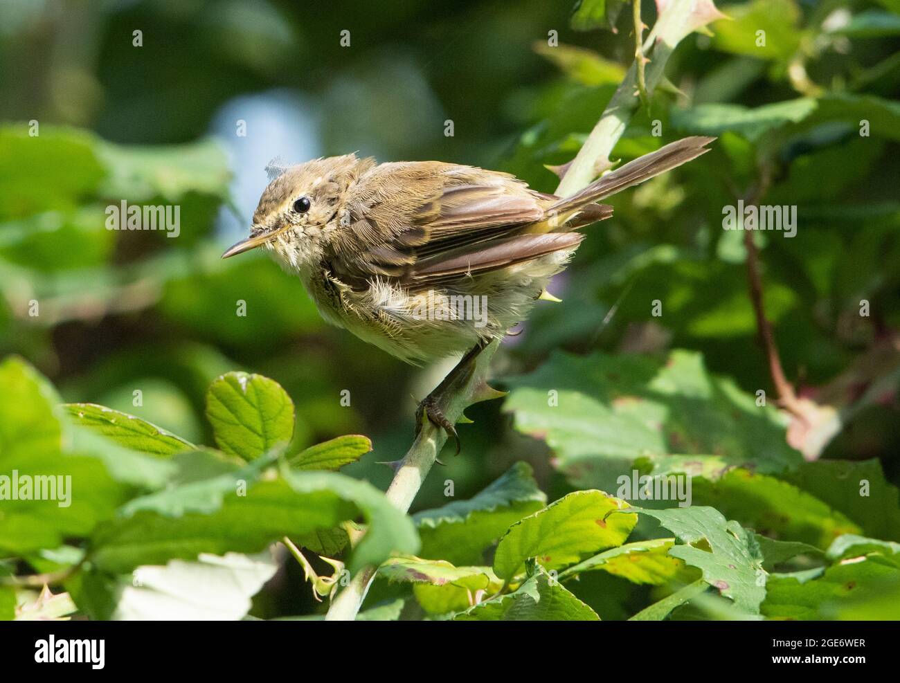 Juvenile chiffchaff hi-res stock photography and images - Alamy