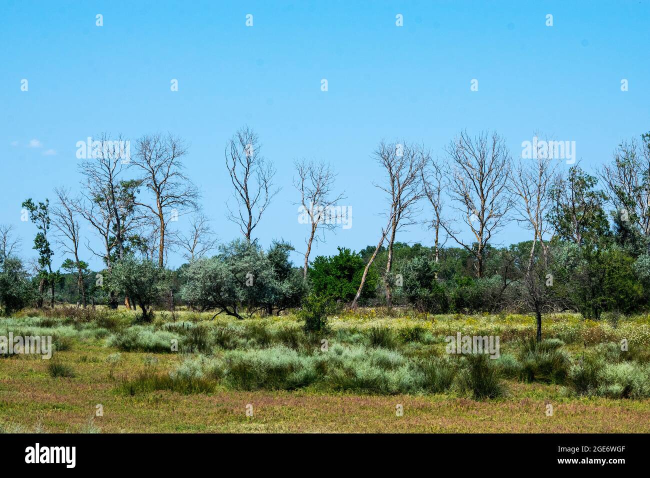 Landscape in Letea forest, Danube Delta natural reserve Stock Photo - Alamy