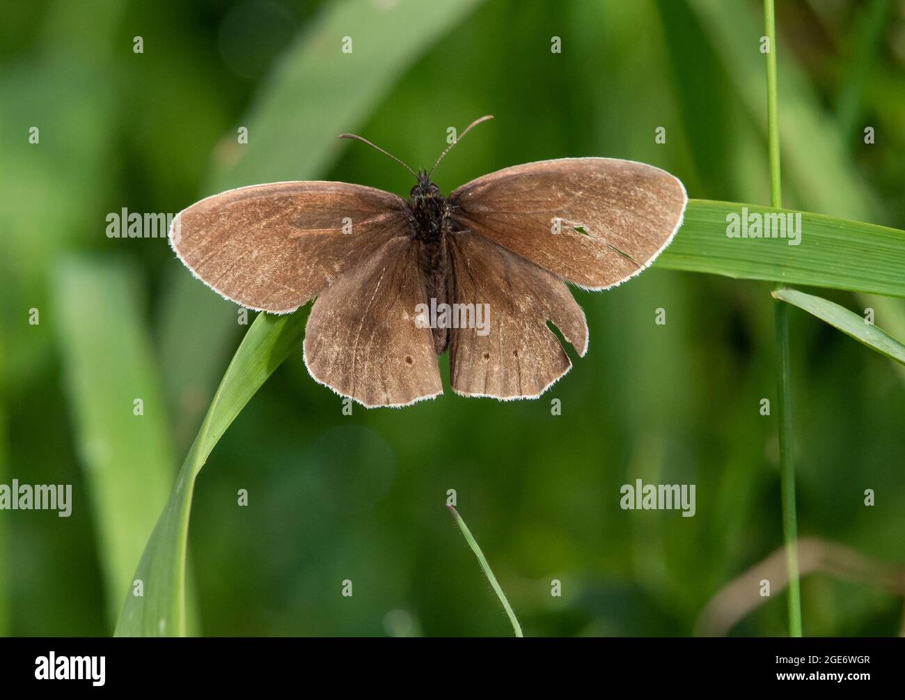 A Ringlet butterfly with a torn wing, Whitewell, Clitheroe, Lancashire ...