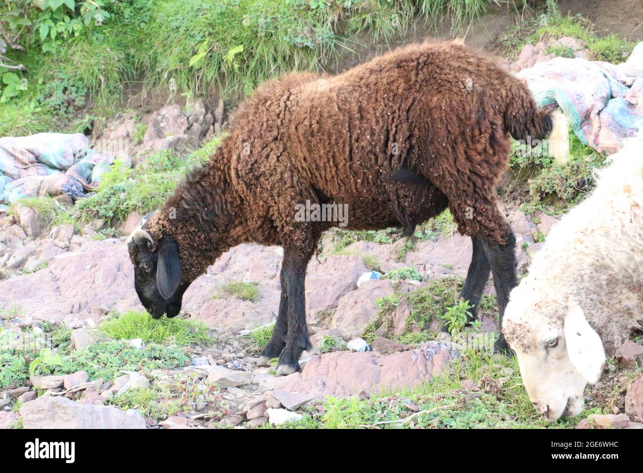 A Brown Beautiful Lamb Eating Grass Stock Photo - Alamy