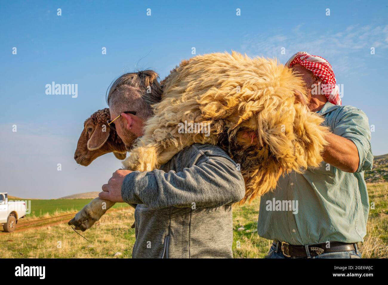A buyer loads a sheep on his shoulders as he carries the sheep of to ...