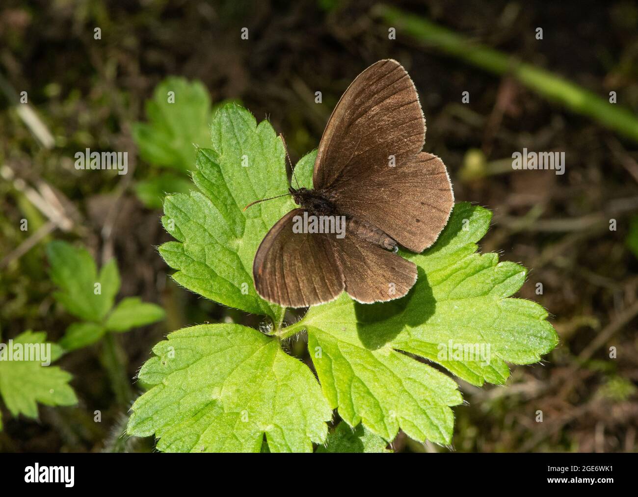 Ringlet butterfly, Chipping, Preston, Lancashire, UK Stock Photo - Alamy