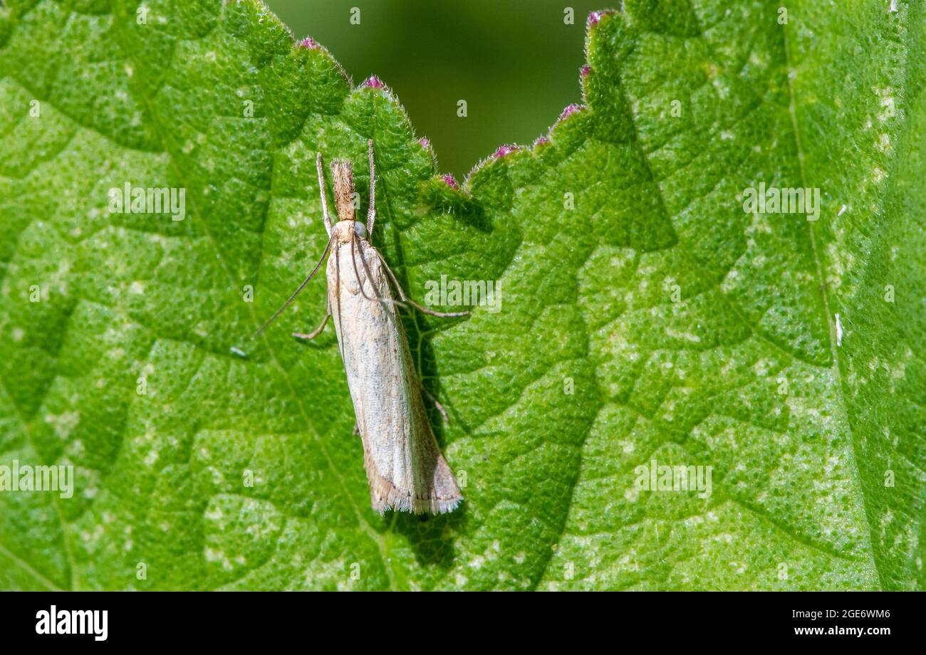 Agriphila moth, Chipping, Preston, Lancashire, UK Stock Photo - Alamy