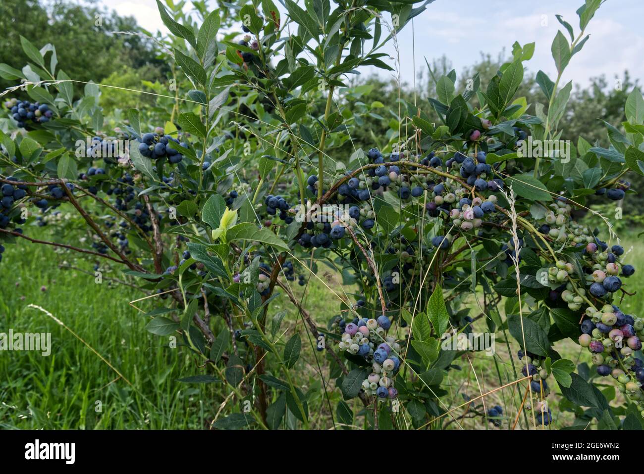 a close-up of a blueberry plant with all ripe fruits Stock Photo - Alamy