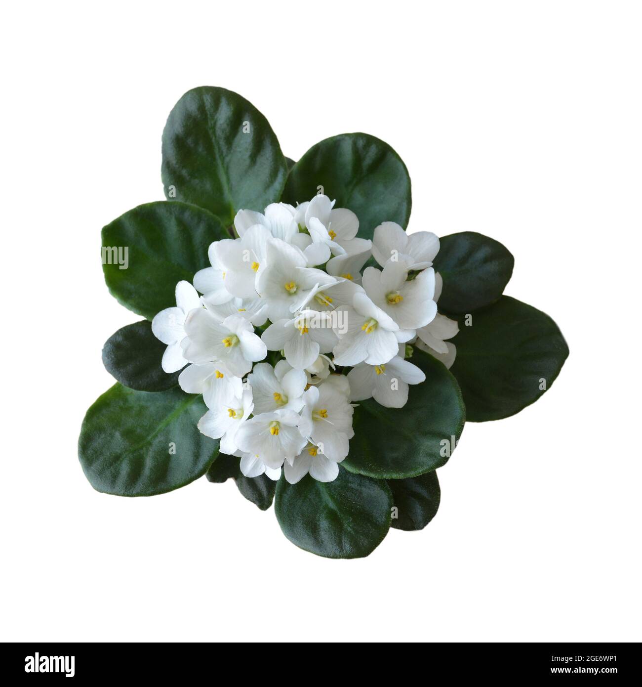Top view of African violet isolated on white background Stock Photo - Alamy
