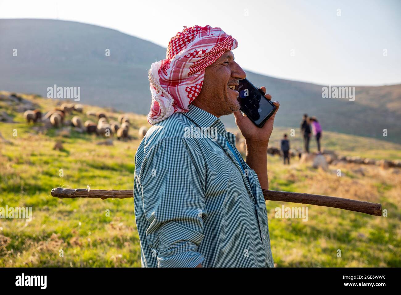 A Palestinian shepherd on a mobile phone with his herd of sheep in the ...