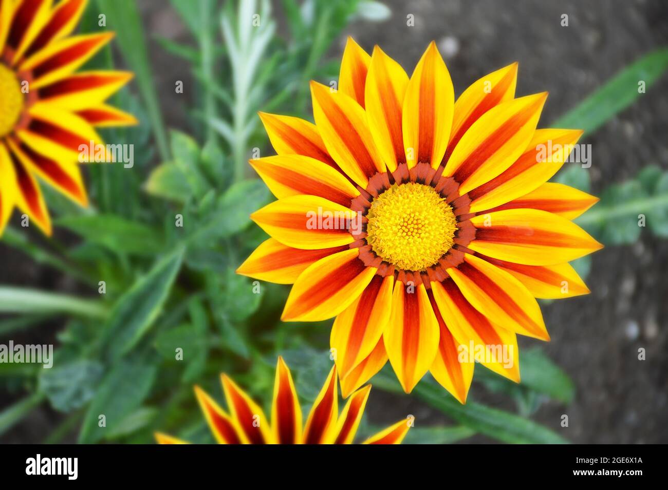 Gazania flower hi-res stock photography and images - Alamy
