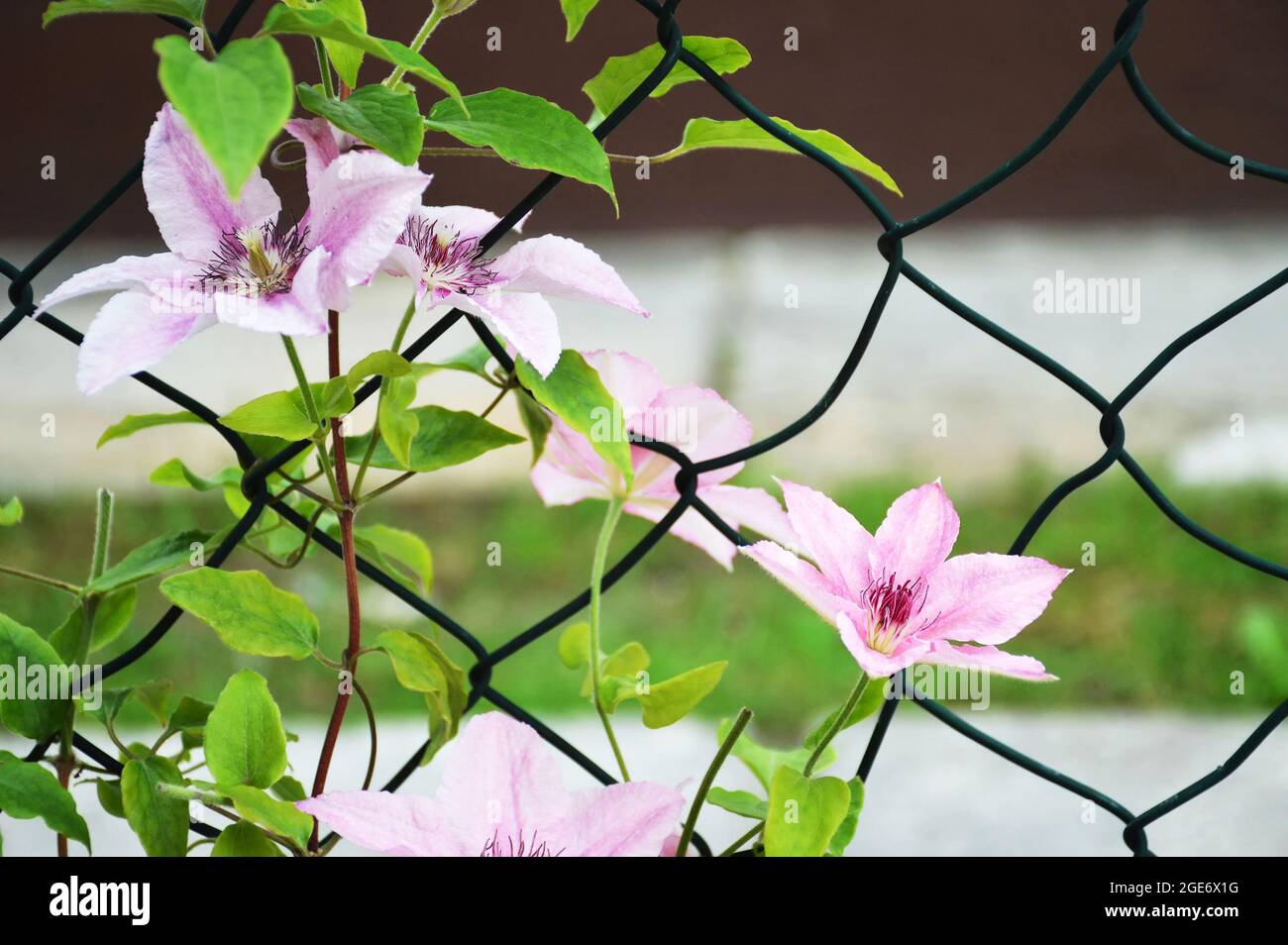 Pink clematis flowers in the garden Stock Photo - Alamy