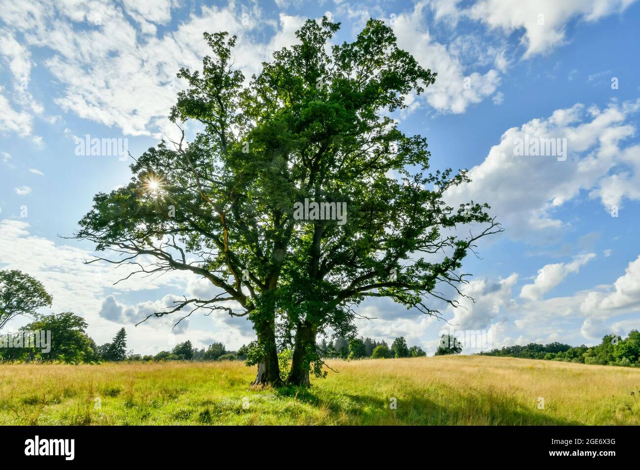 Big oak tree hi-res stock photography and images - Alamy