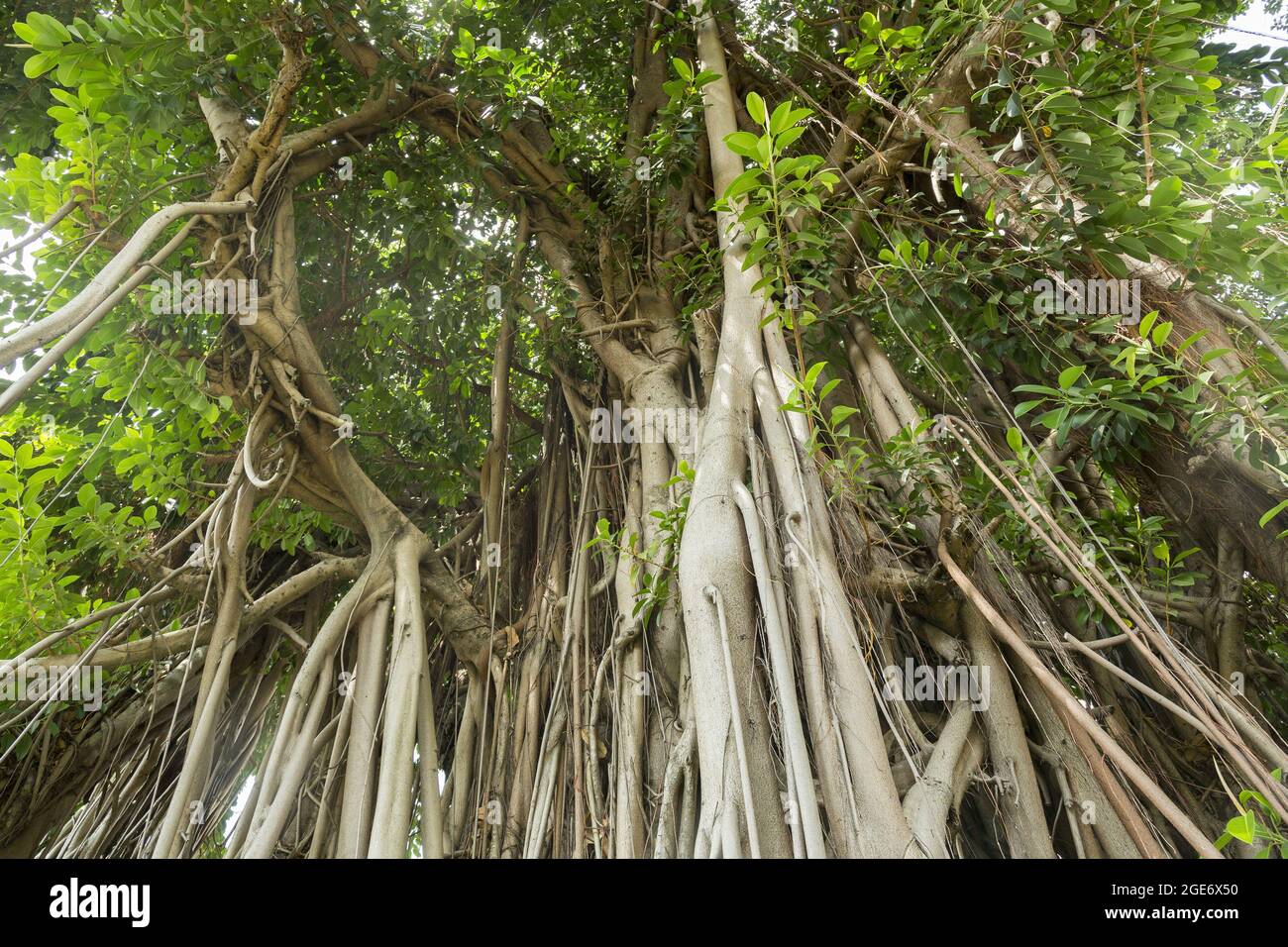 Ficus elastica tree Stock Photo - Alamy