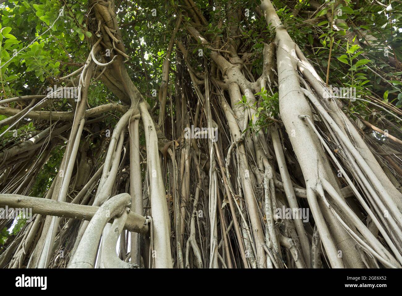 Ficus elastica tree Stock Photo - Alamy