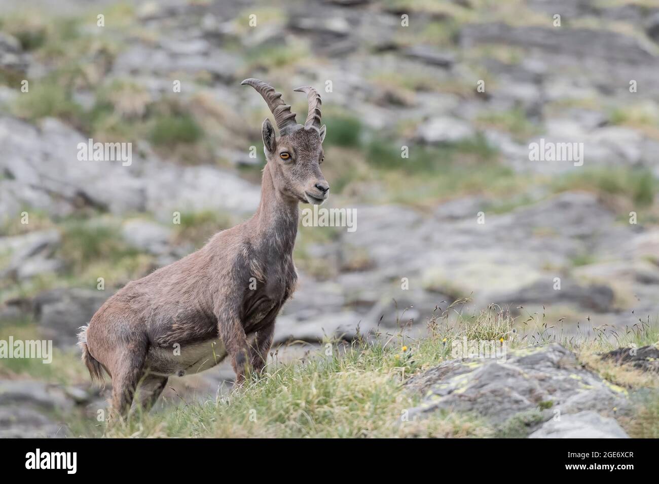 Ibex vector hi-res stock photography and images - Alamy