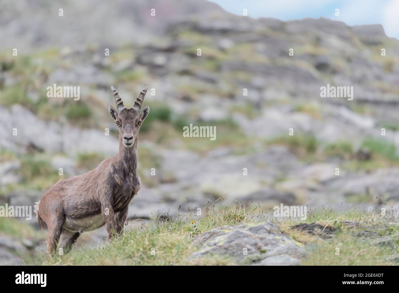 Face Vector Male High Resolution Stock Photography and Images - Alamy