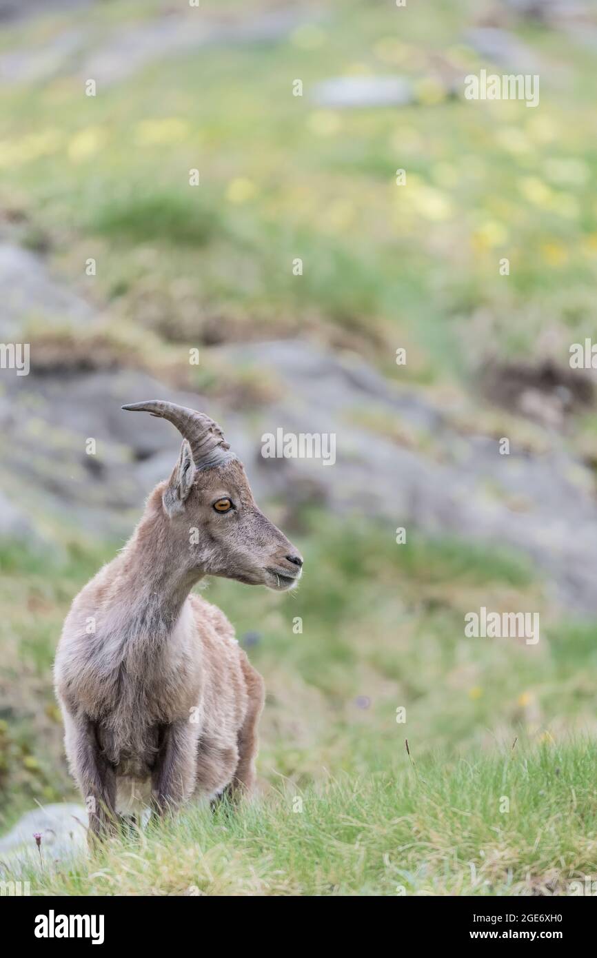 Beautiful young male ibex hi-res stock photography and images - Alamy
