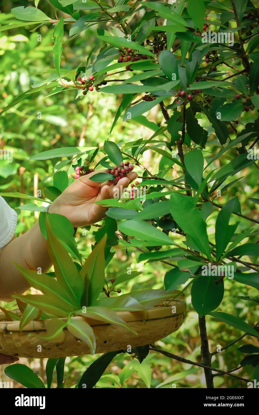 Harvesting ripe wild edible fruits in a tropical forest. Close-up ...
