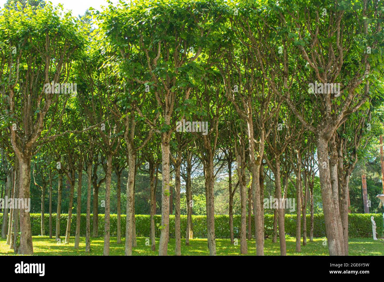 Planting old linden trees with long straight trunks and branches bent ...