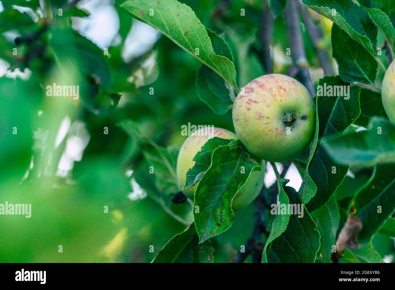Nice fresh green hi-res stock photography and images - Alamy