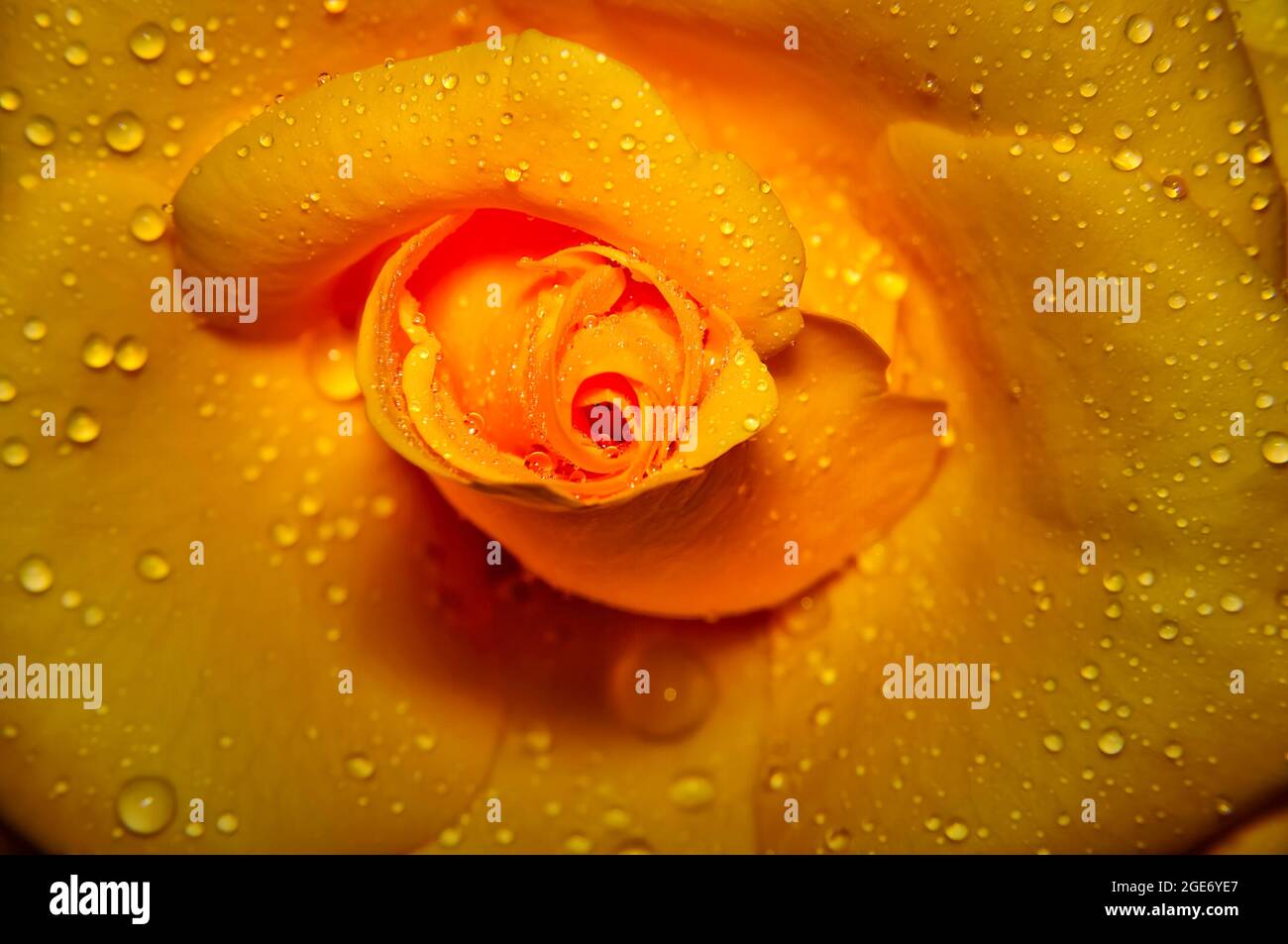A yellow rose with drops of water Stock Photo - Alamy