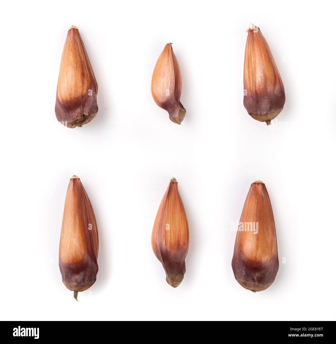 Pinhao, pine tree seeds isolated over white background Stock Photo - Alamy