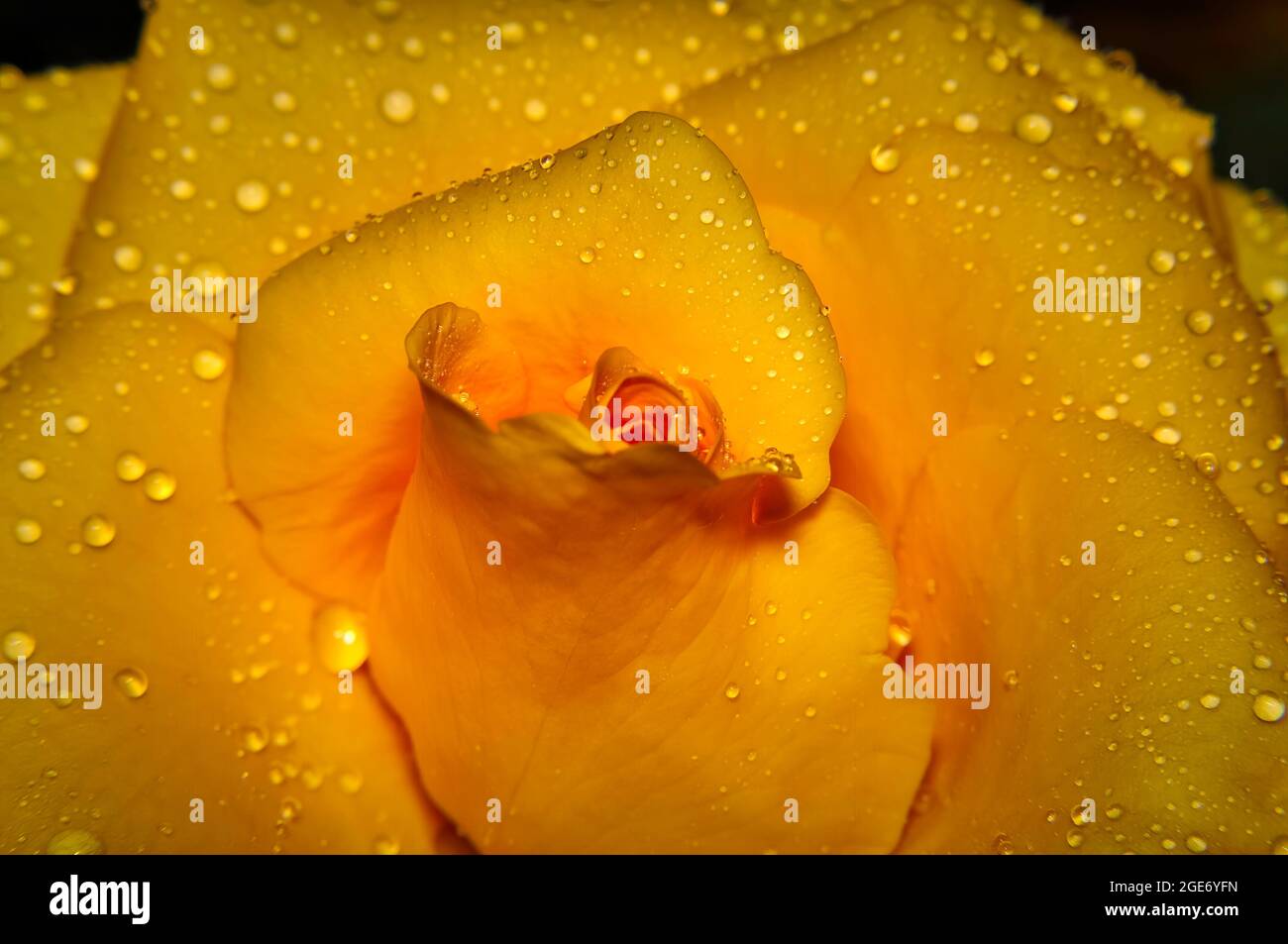 A yellow rose with drops of water Stock Photo - Alamy