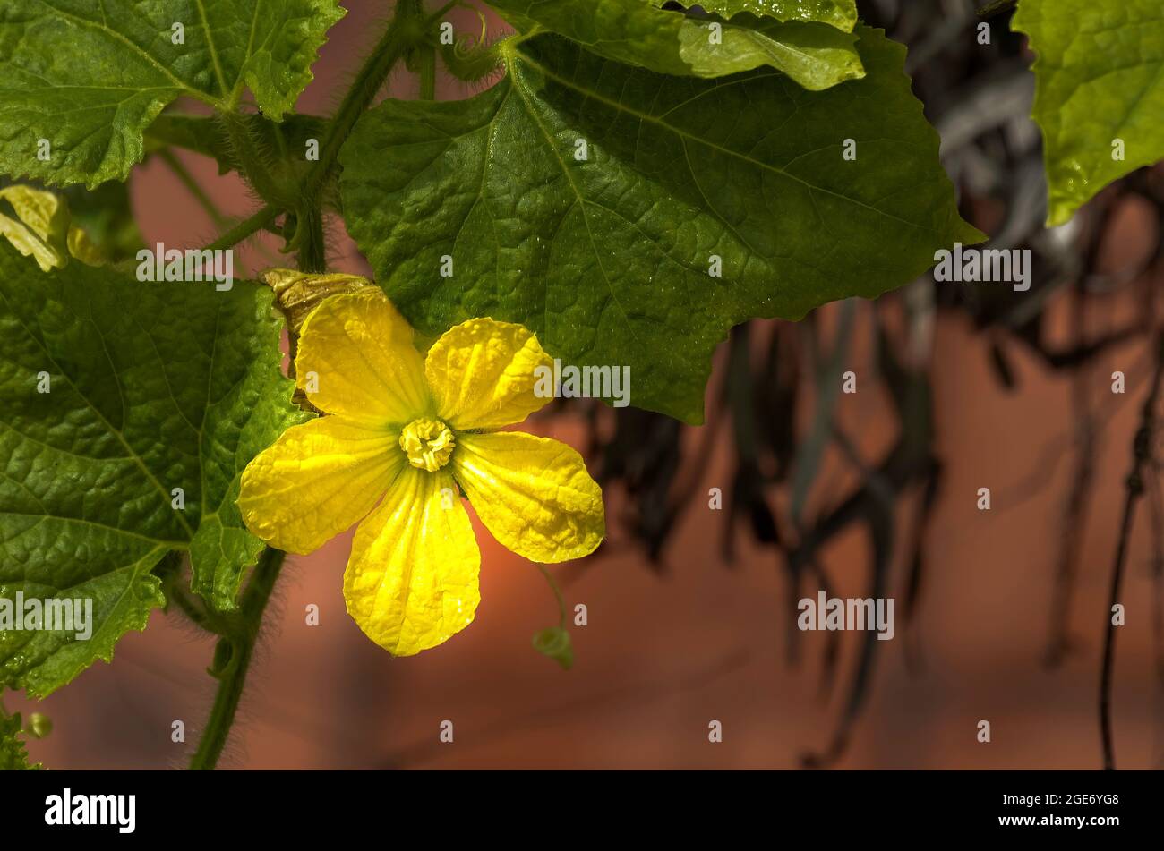 Luffa cylindrica hi-res stock photography and images - Alamy