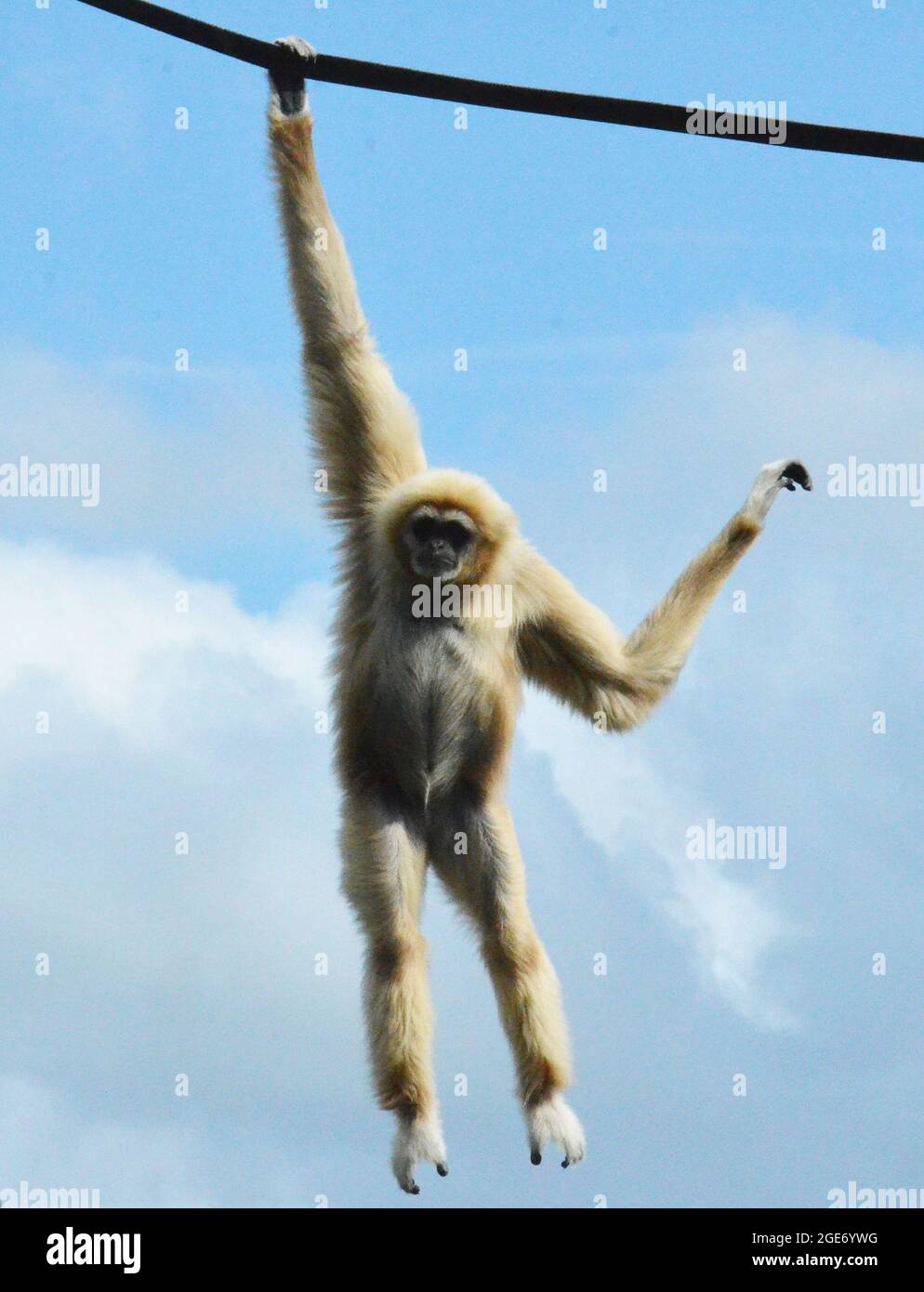 Colobine Monkey (Colobinae Stock Photo - Alamy