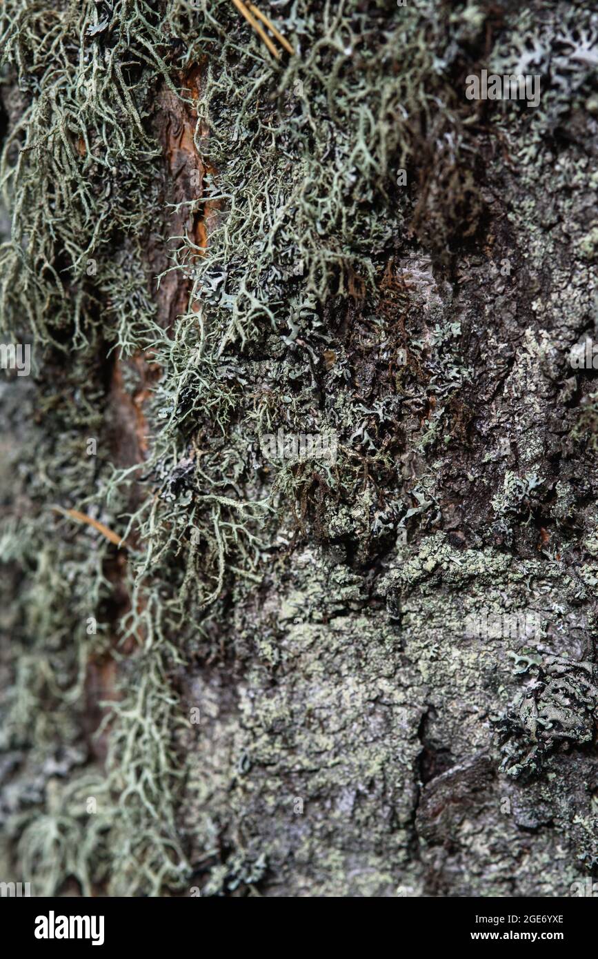 Birch trunk close-up, overgrown with moss and lichen Stock Photo - Alamy