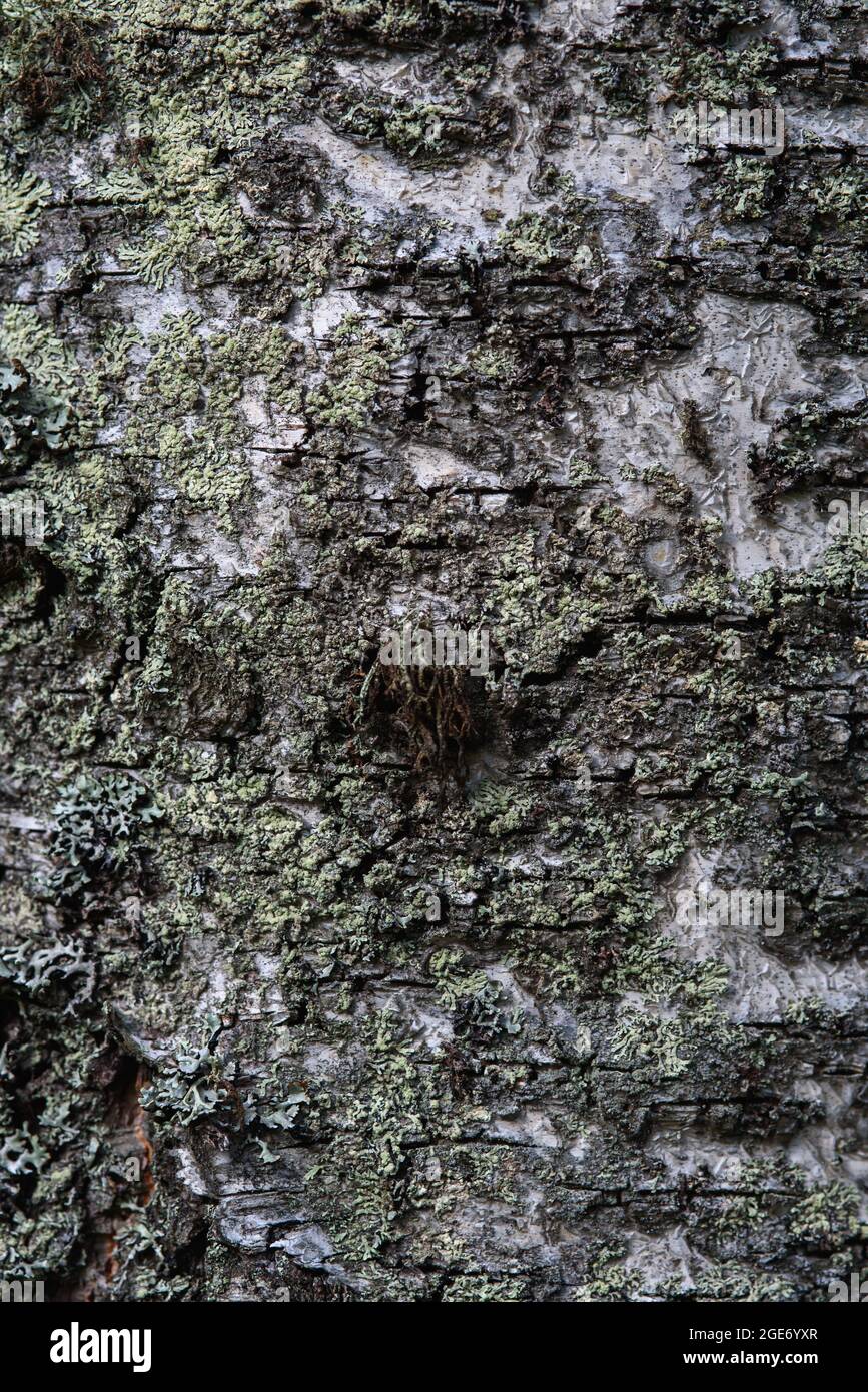 Birch trunk close-up, overgrown with moss and lichen Stock Photo - Alamy