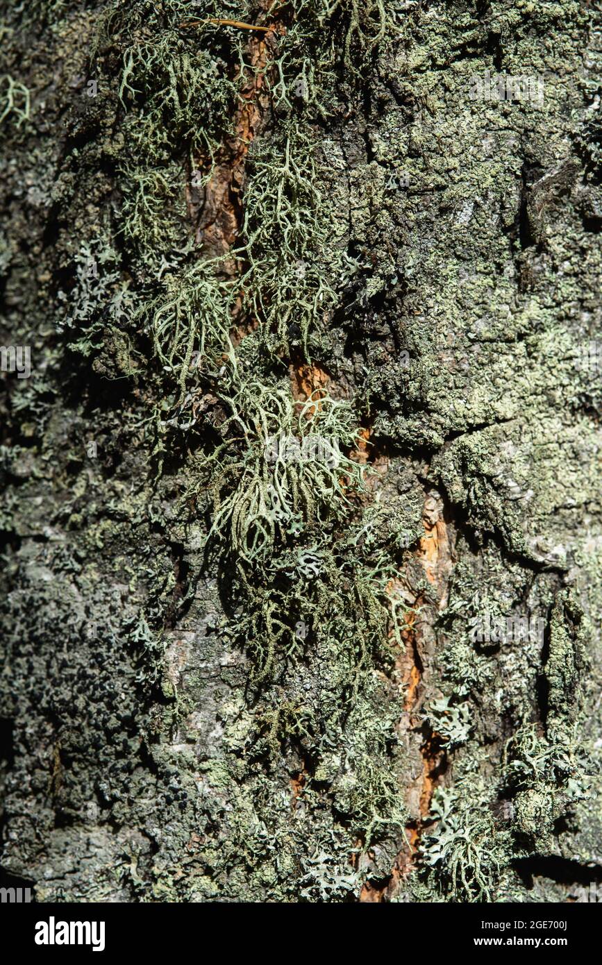 Birch trunk close-up, overgrown with moss and lichen Stock Photo - Alamy