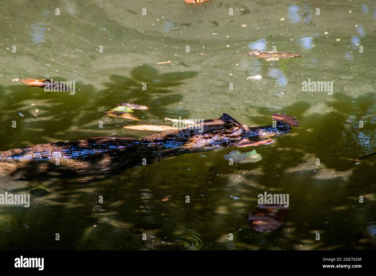 Fortuna pond hi-res stock photography and images - Alamy