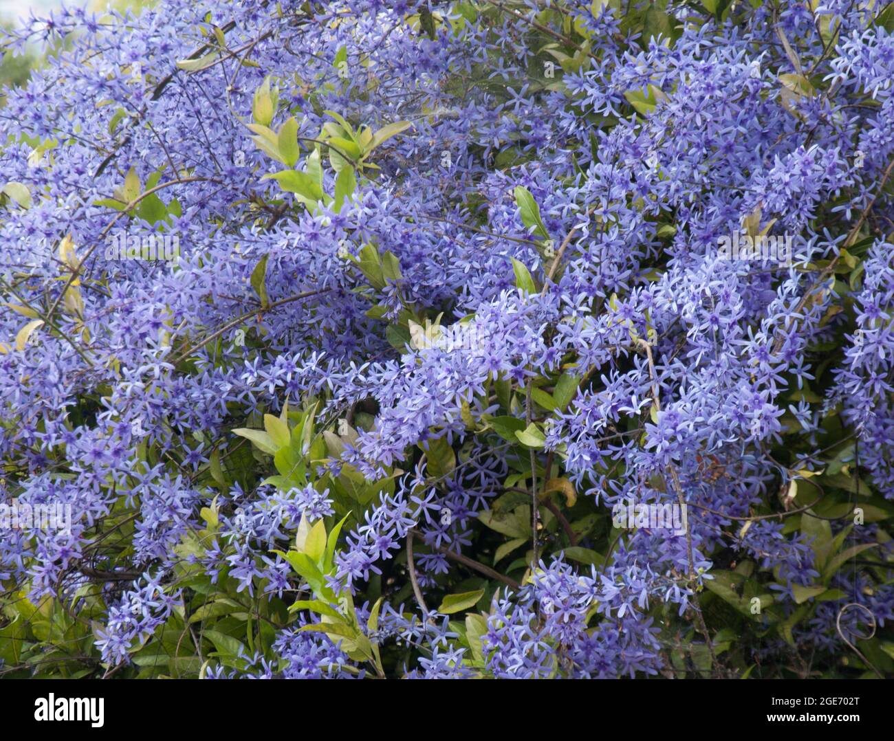 Purple garden display hi-res stock photography and images - Alamy