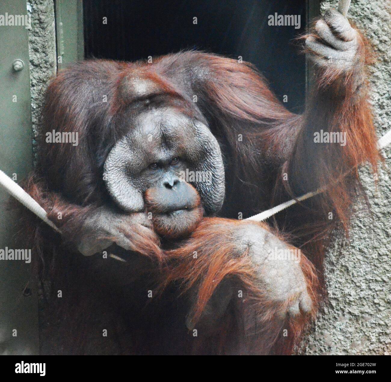 Sumatran orangutan (Pongo abelii Stock Photo - Alamy
