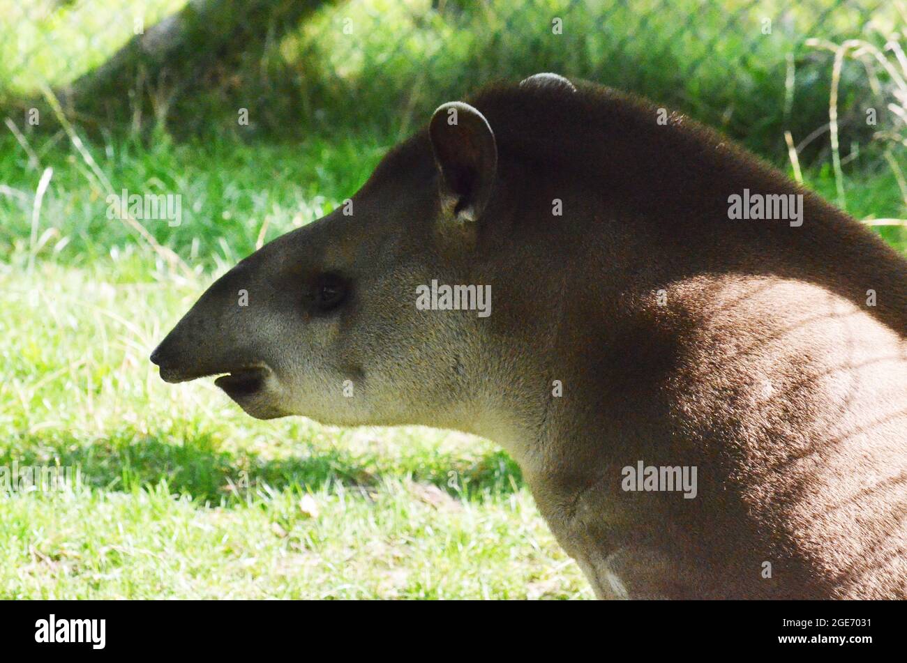 Tapiridae hi-res stock photography and images - Alamy