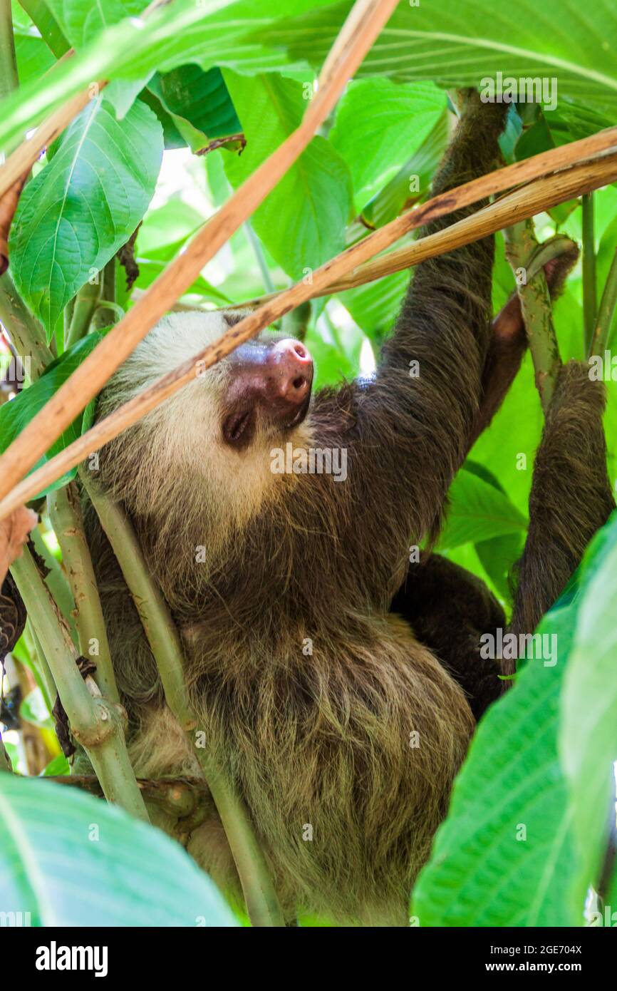 Two-toed sloth in a forest near La Fortuna village, Costa Rica Stock ...