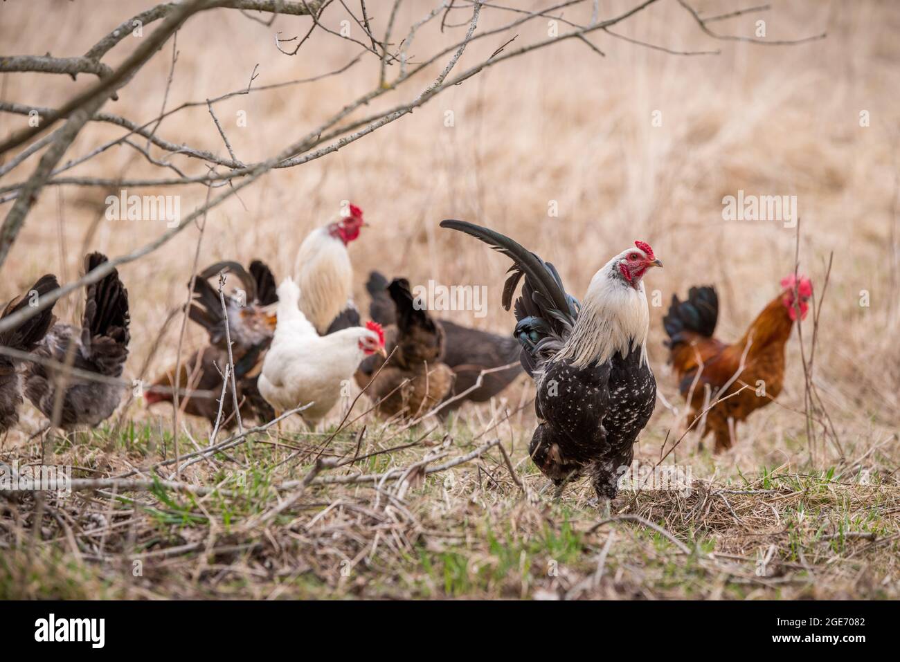 Roosters and hens walking around the poultry yard Stock Photo - Alamy