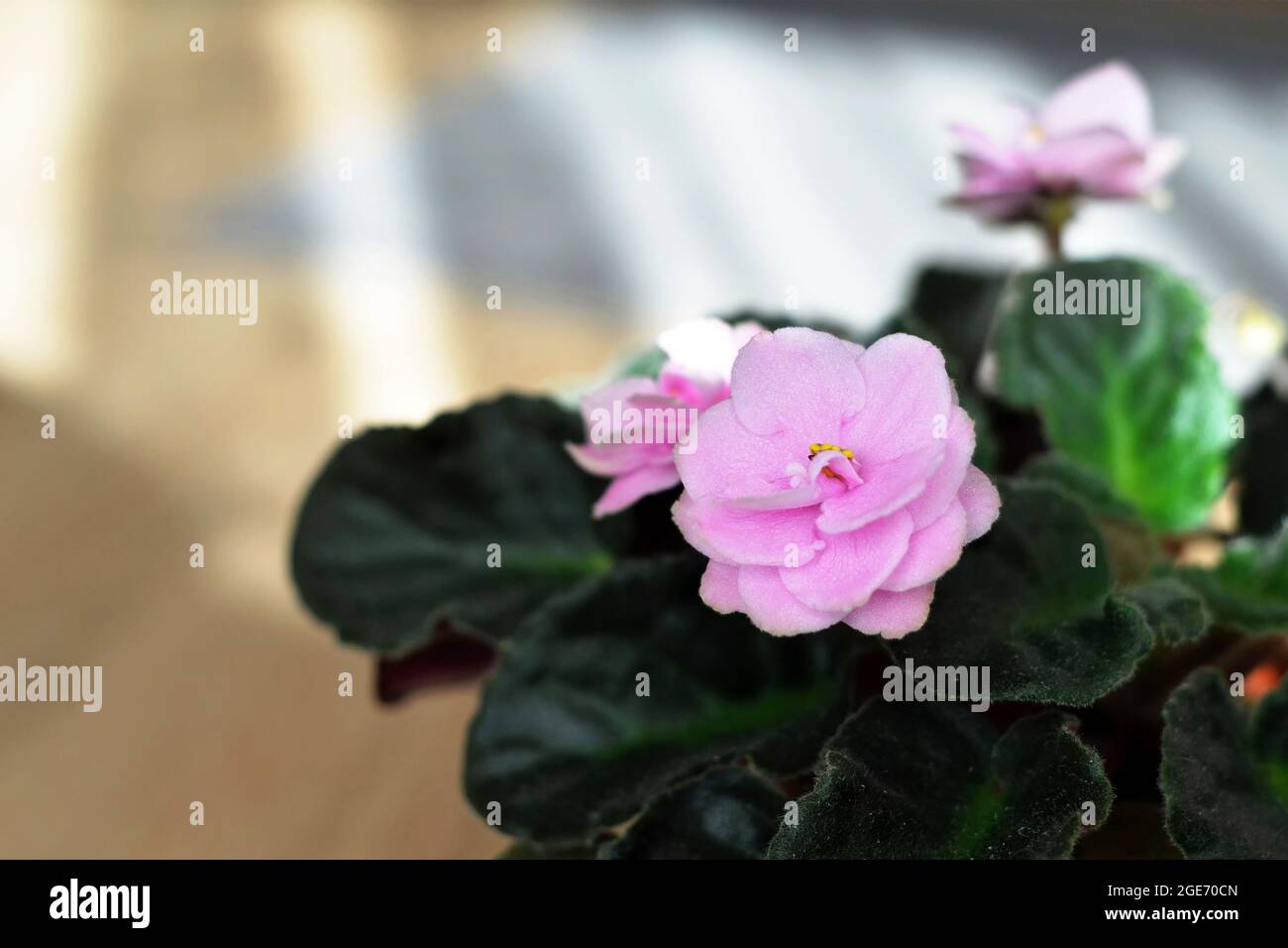 African violet flower hi-res stock photography and images - Alamy