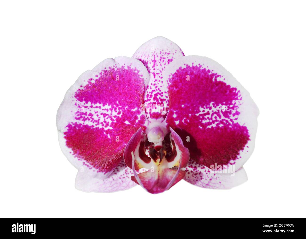 Luxury flower background Cut Out Stock Images & Pictures - Alamy