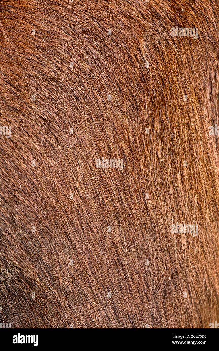 Texture horse hi-res stock photography and images - Alamy